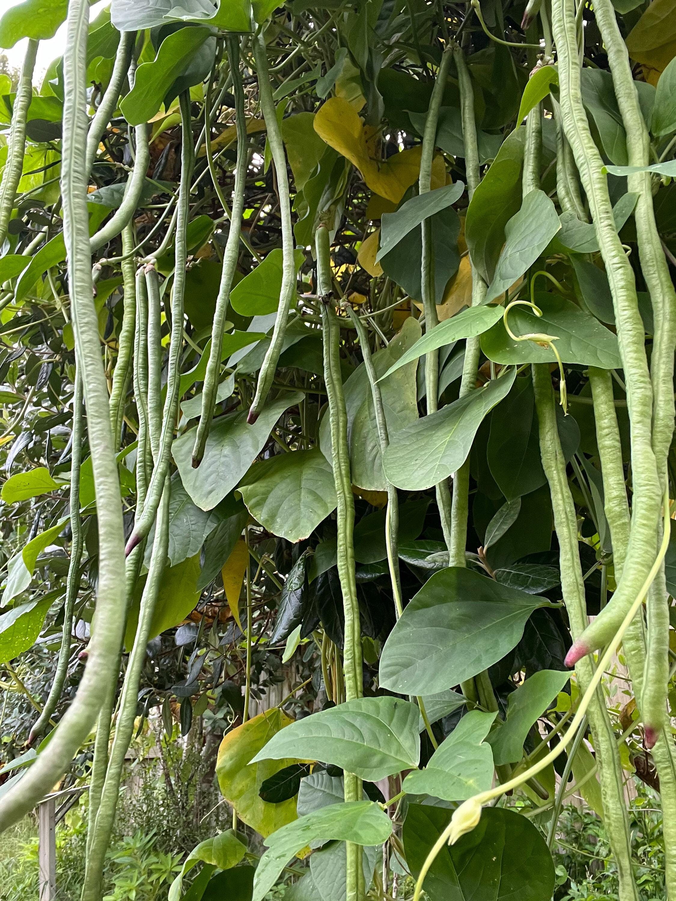 Yard Long Beans - Packet of 10 Seeds - Etsy