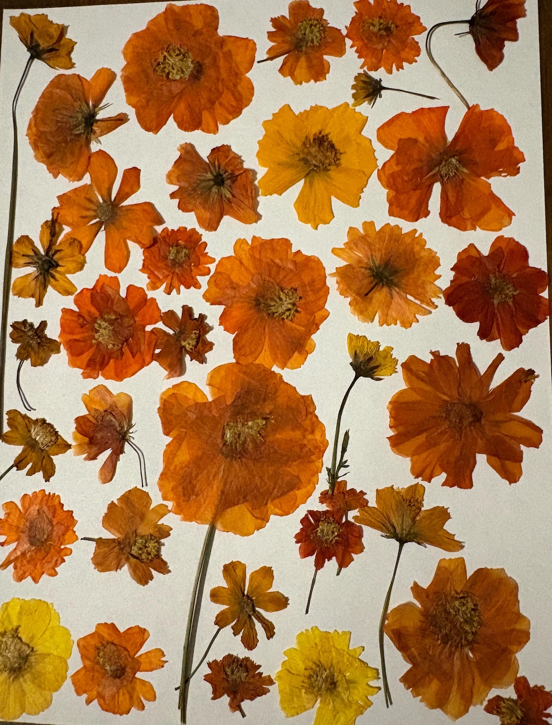 Dried and Pressed Cosmos Flowers -25 Flowers + 2 Leaves - Etsy