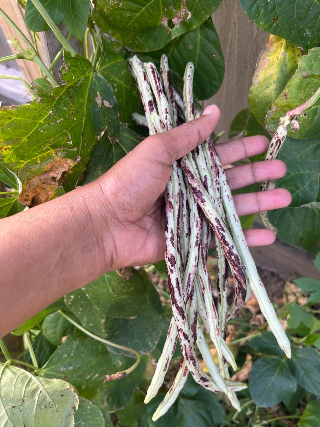 Asian Long Bean - Packet of 10 Seeds | Non GMO | No Pesticides - Etsy