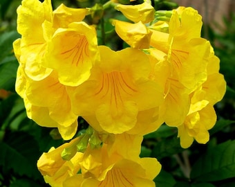 Tecoma Stans yellow Bells Seeds - Etsy