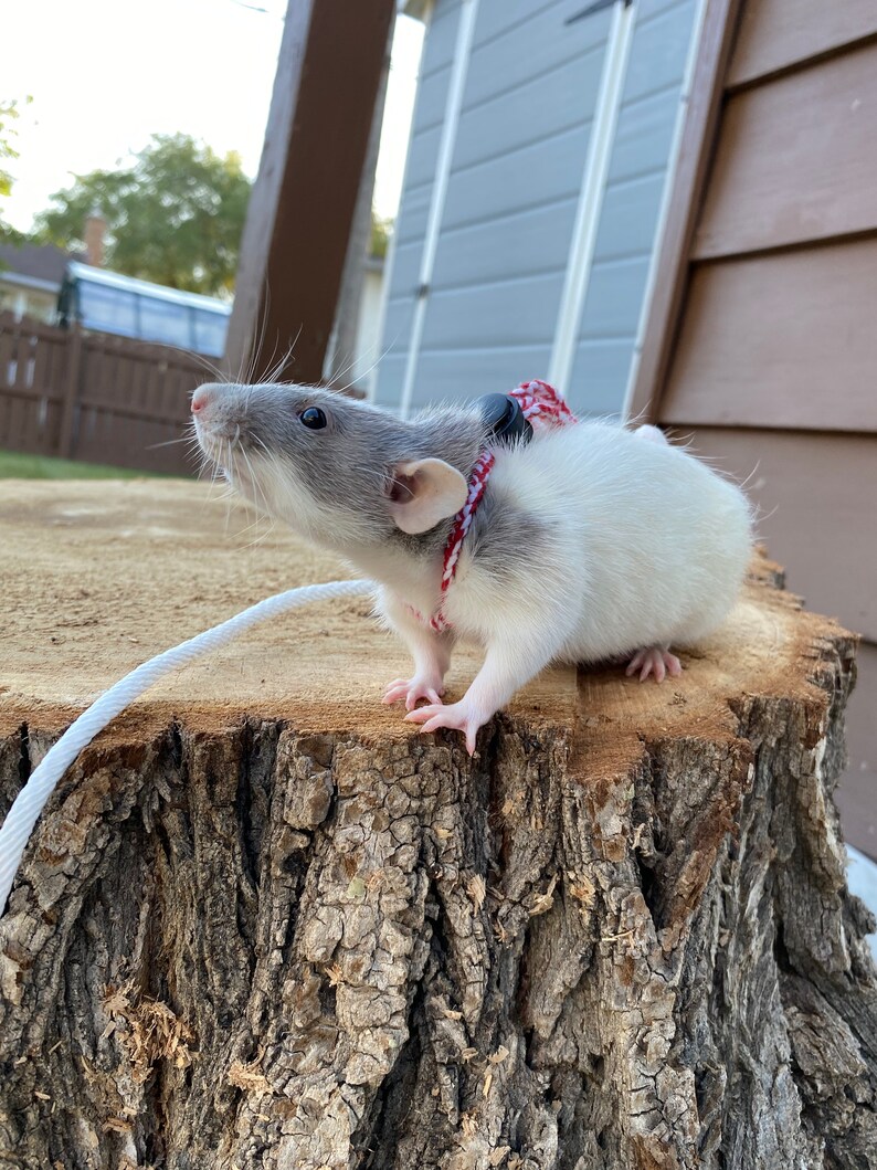 Adjustable Rat Leash - Etsy
