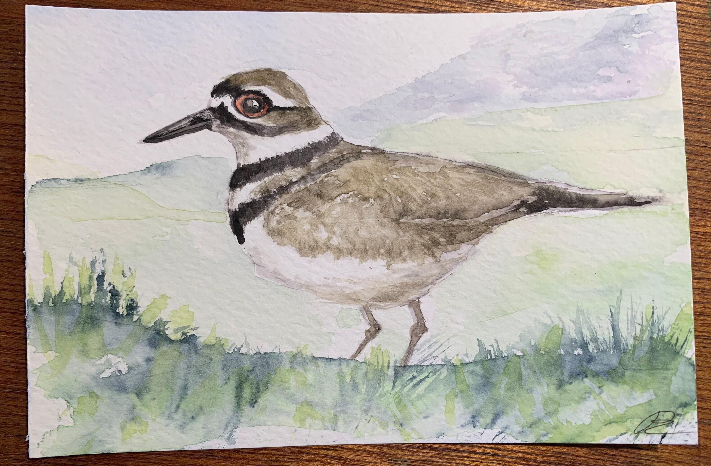 Original Watercolor of Killdeer - Bird Art - Postcard - Etsy UK