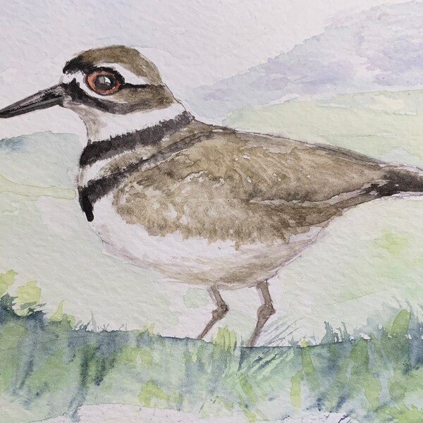 Watercolor Killdeer - Etsy