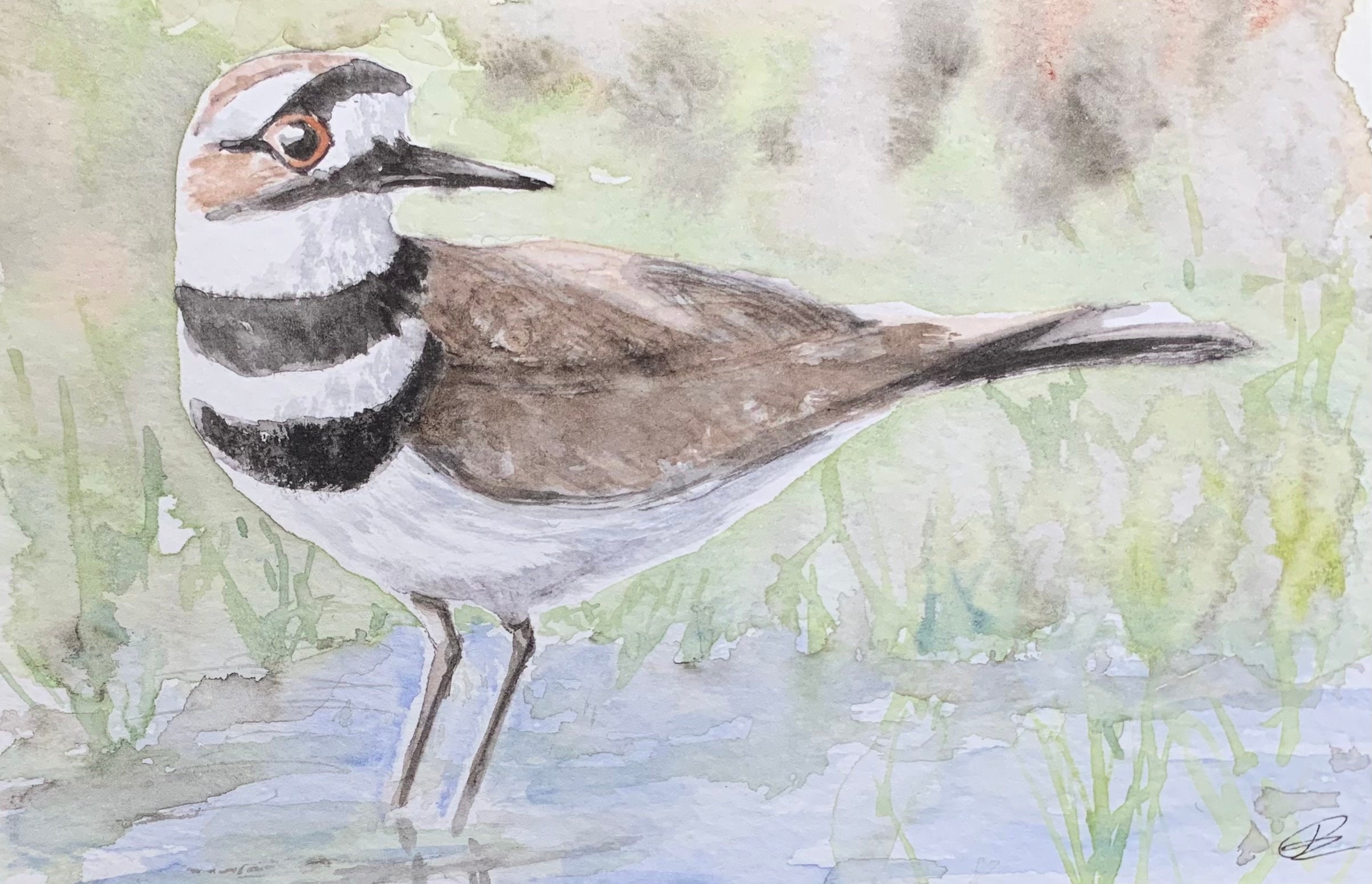 Original Water Color of Killdeer Wild Bird Painting Wall Art Gift for ...