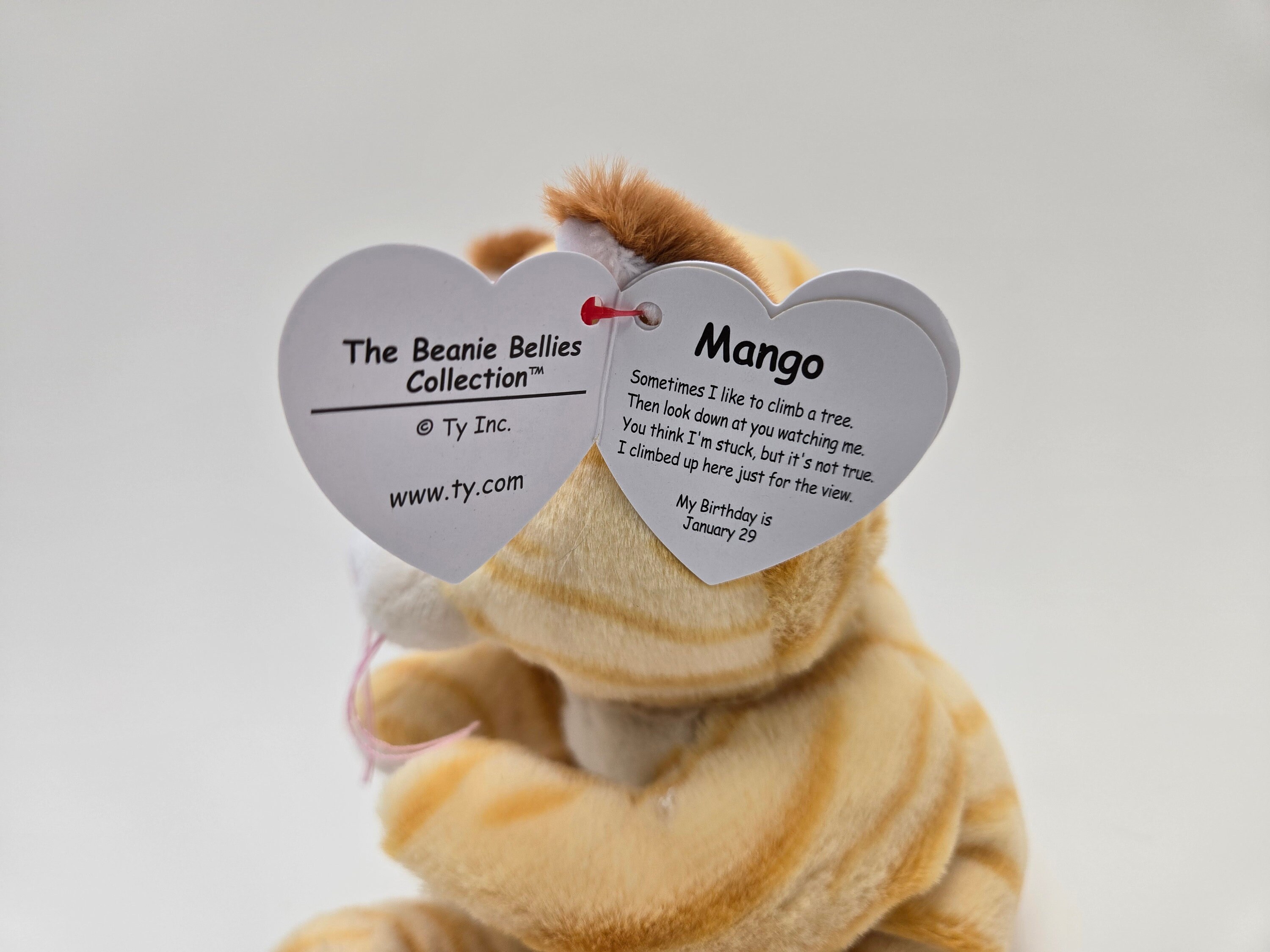 Ty Beanie Bellies “mango” the Tabby Kitty Cat! (8 Inch) - Etsy