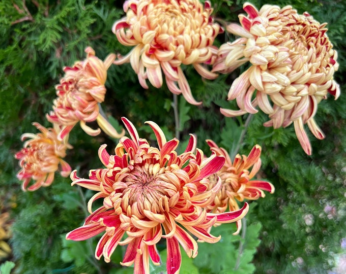 Incurving Flower Chrysanthemum Starter Plant - Required to Buy 2 ...