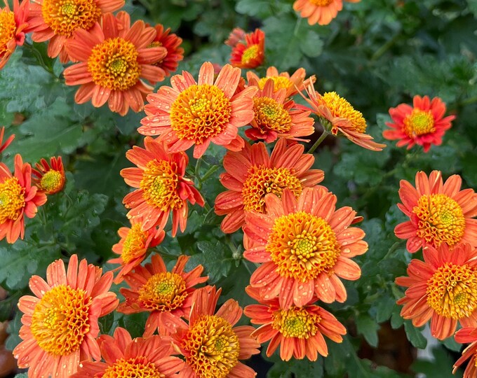 Pumpkin Anemone Chrysanthemum Starter Plant （required to Buy 2 Starter ...