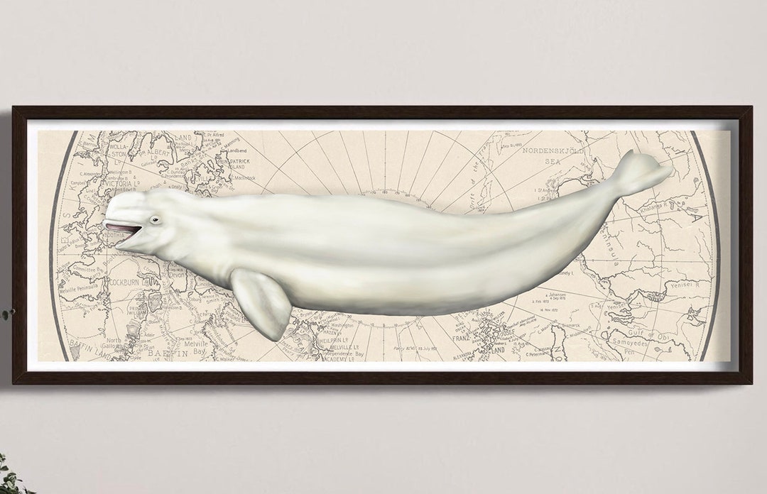 Beluga Whale Print/ Wall Art custom Map - Etsy