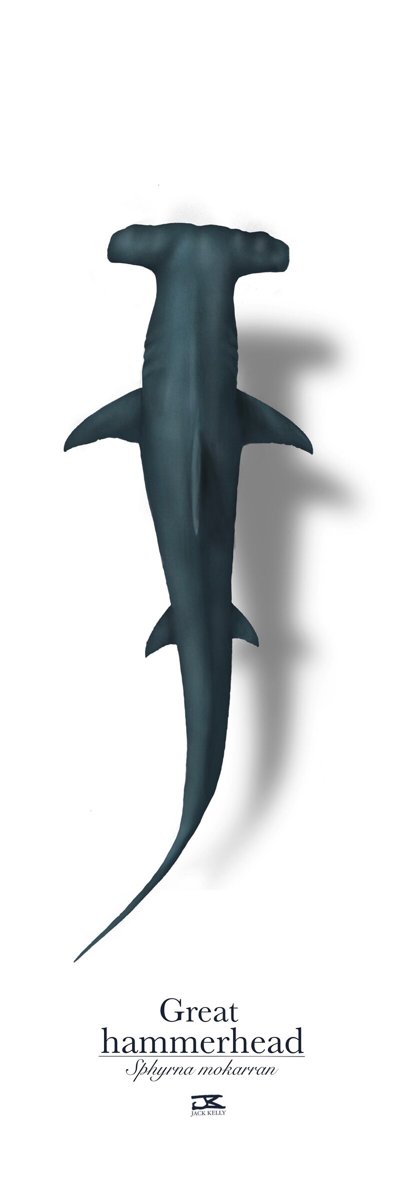Great Hammerhead Shark Print/ Wall Art Top View - Etsy