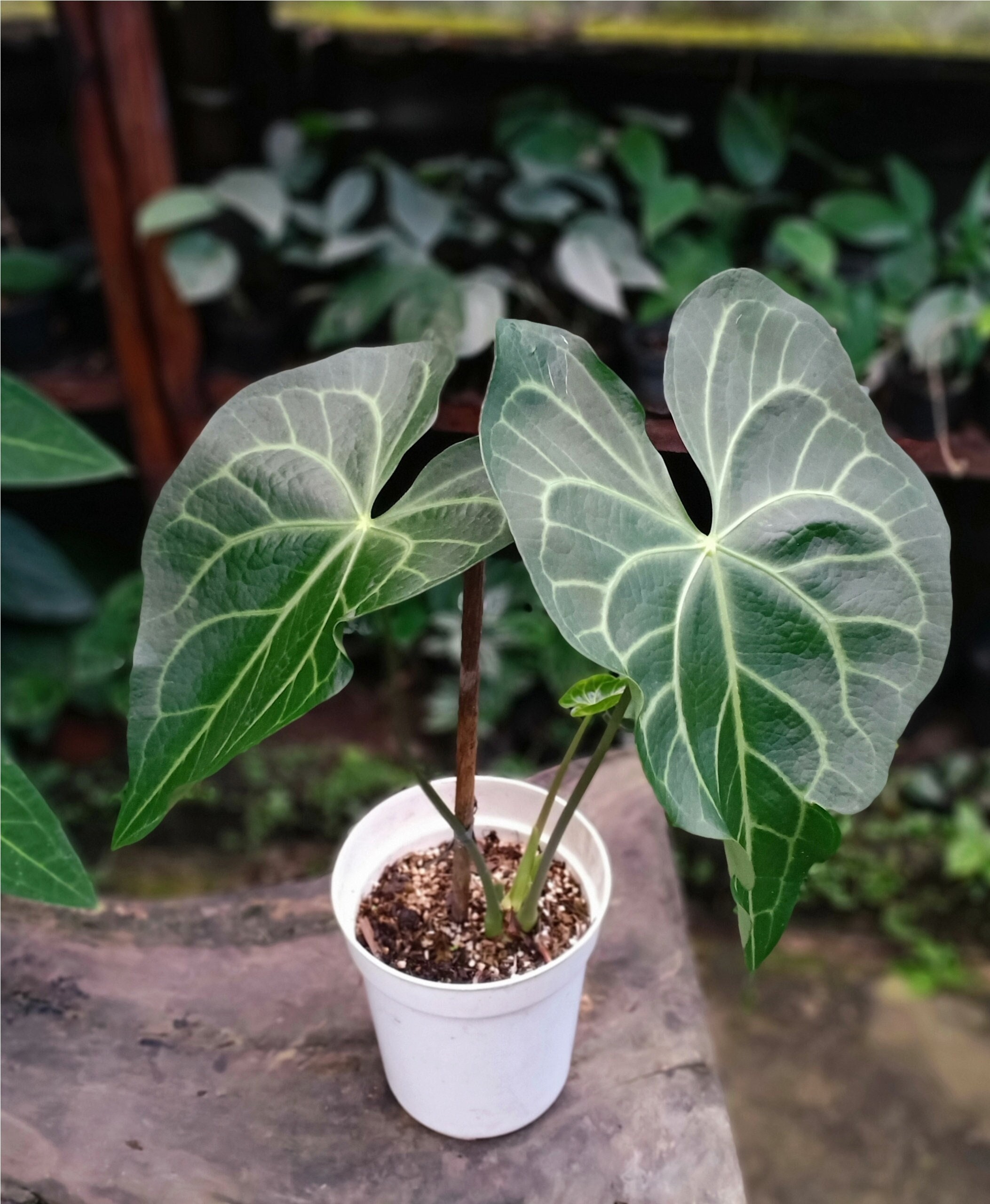 Anthurium clarinervium Hybrid Free Phyto | Etsy