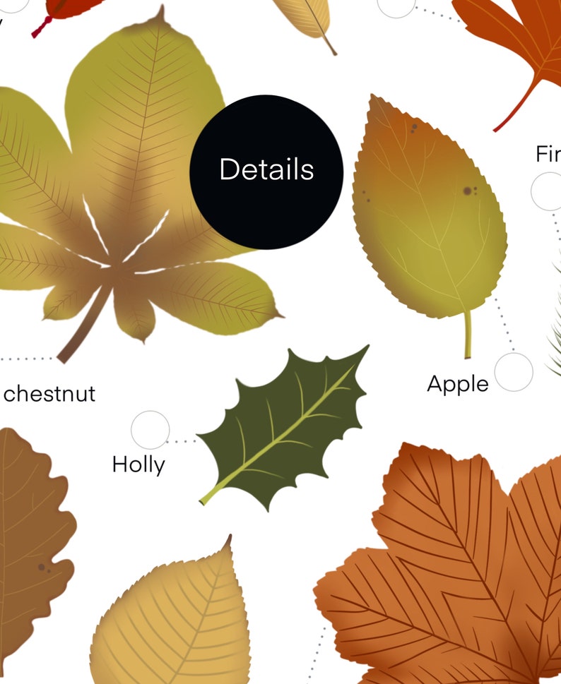 Autumn Leaves Identification Printable for Kids - Educational Autumnal ...