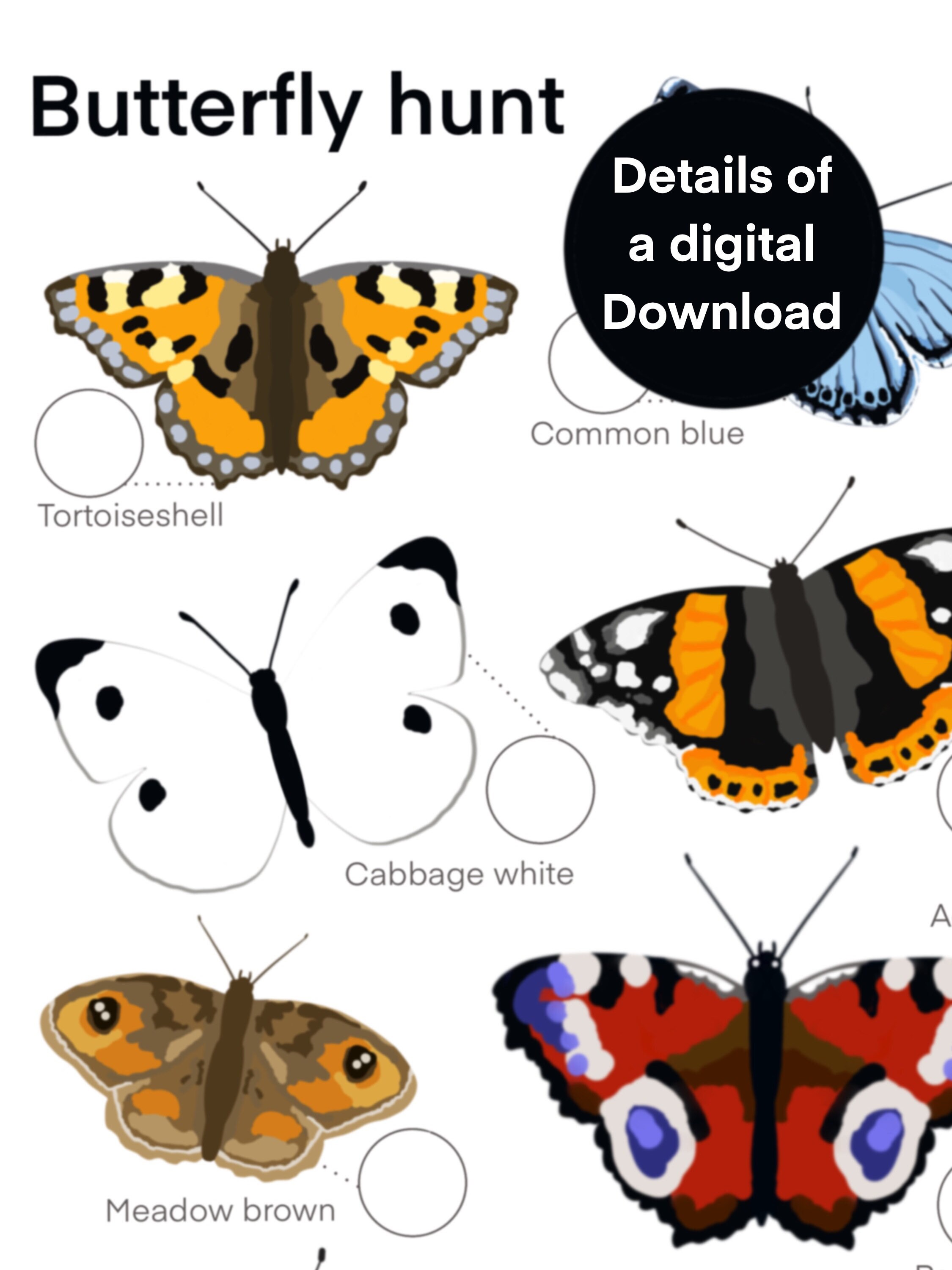 Butterfly Identification Sheet - Types of Butterfly Print, Toddler ...