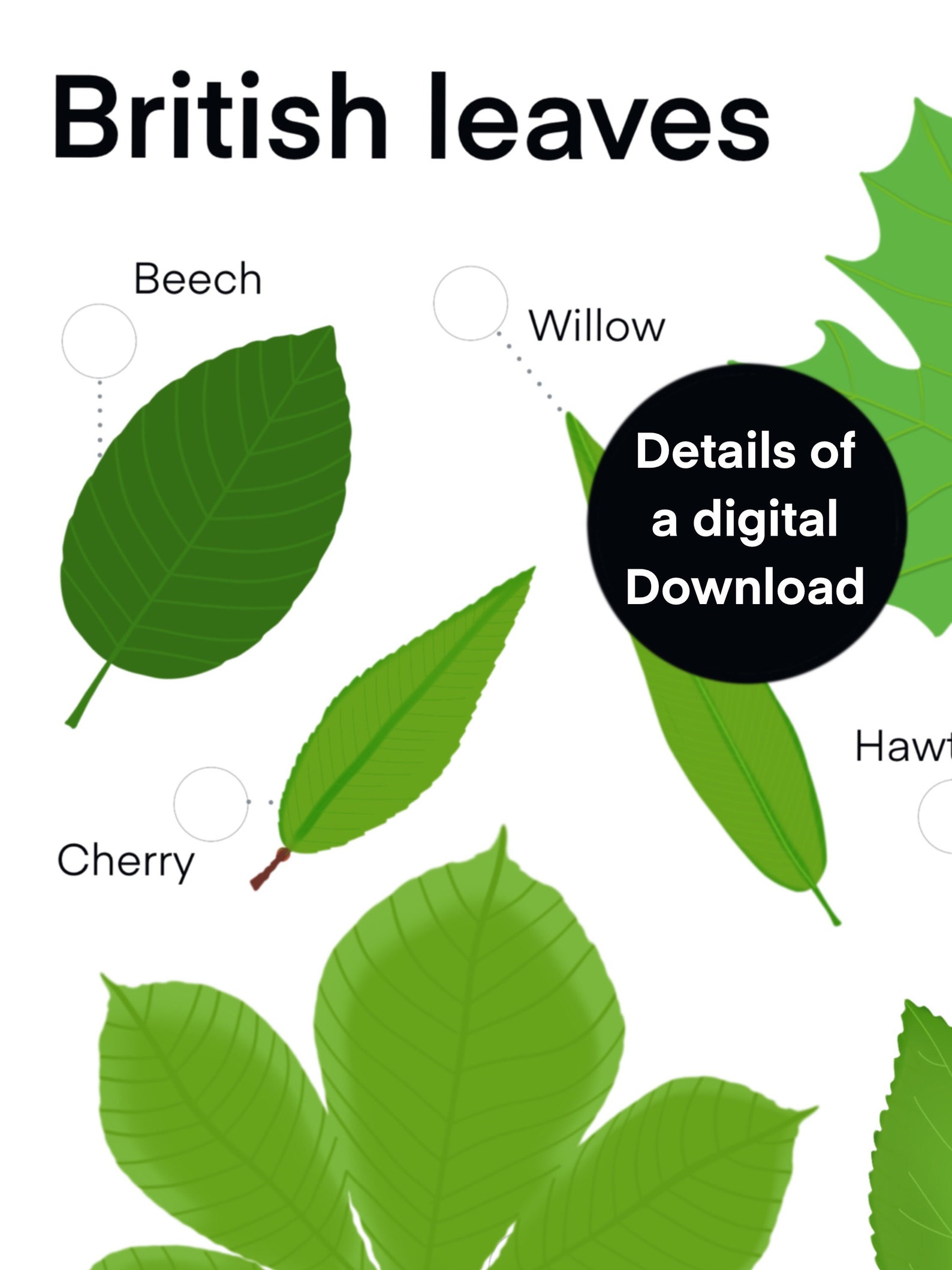 British Leaves Identification Printable for Kids - Educational Nature ...