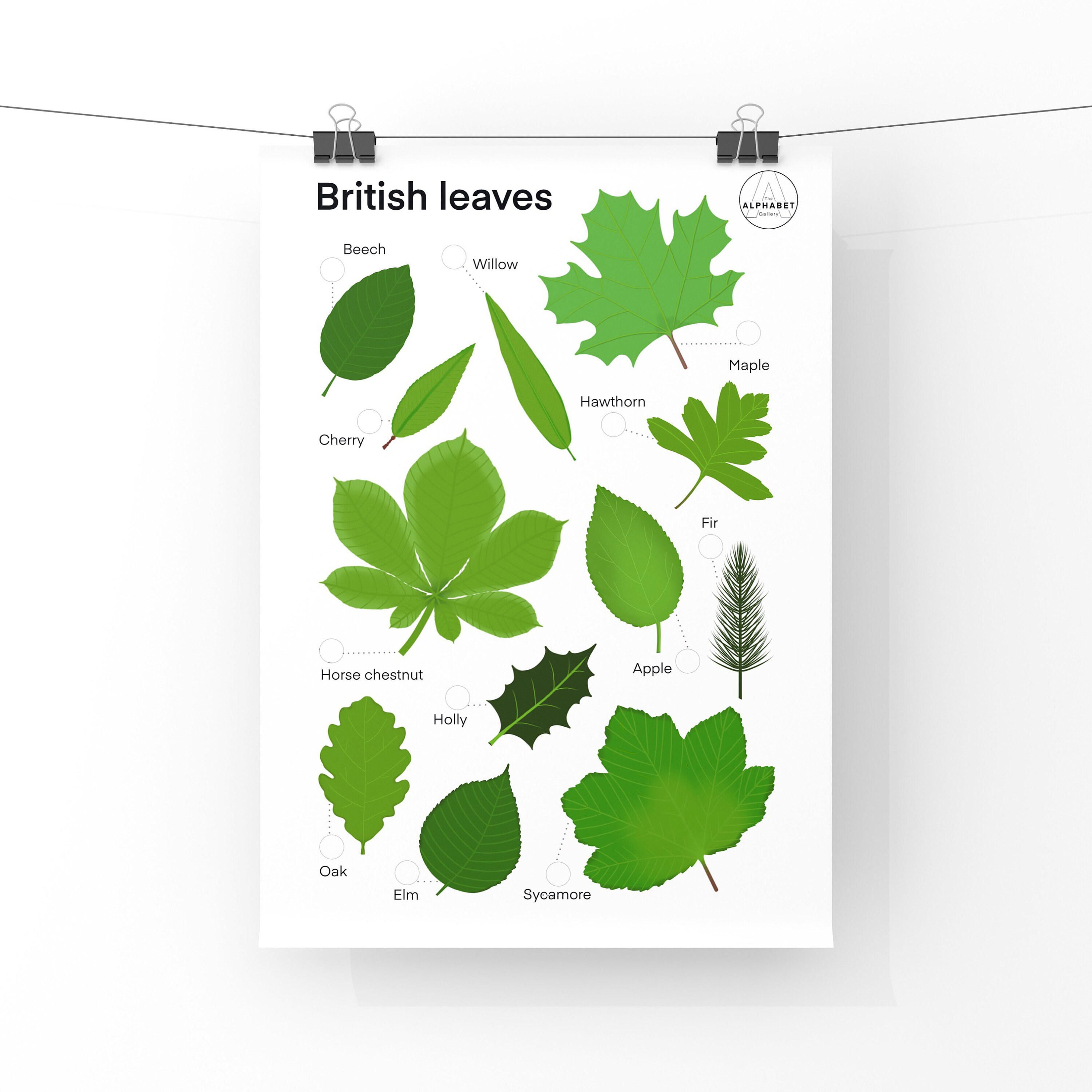 British Leaves Identification Printable for Kids - Educational Nature ...
