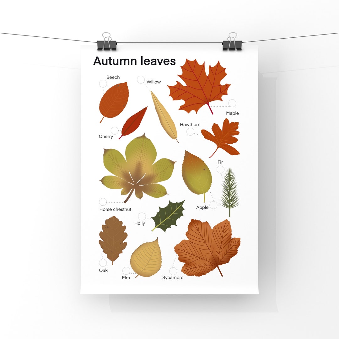 Autumn Leaves Identification Printable for Kids - Educational Autumnal ...