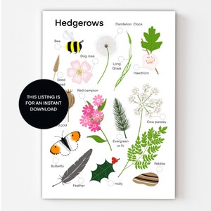 British Hedgerows Identification Download - Educational Nature Trail ...