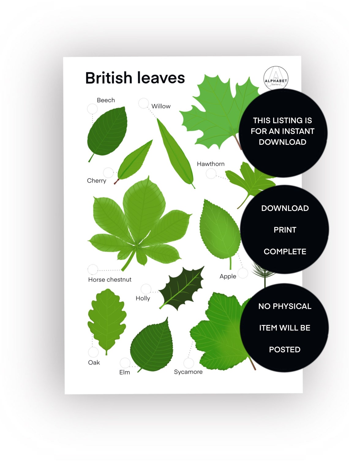 British Leaves Identification Printable for Kids - Educational Nature ...