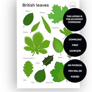 British Leaves Identification Printable for Kids - Educational Nature ...