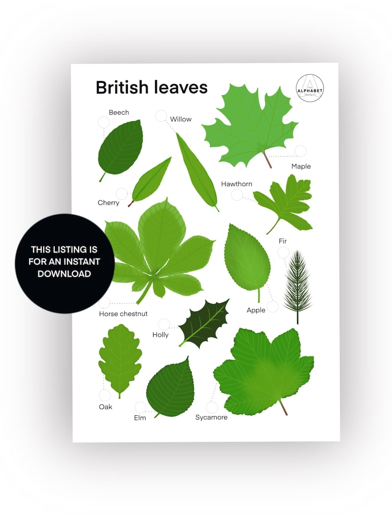 British Leaves Identification Printable for Kids - Educational Nature ...