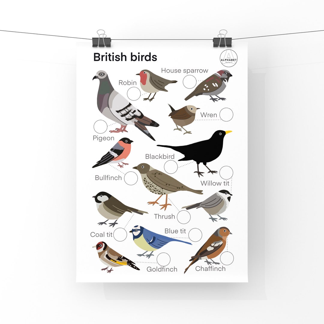 British Birds Identification Sheet - UK Garden Birds Print, Educational ...