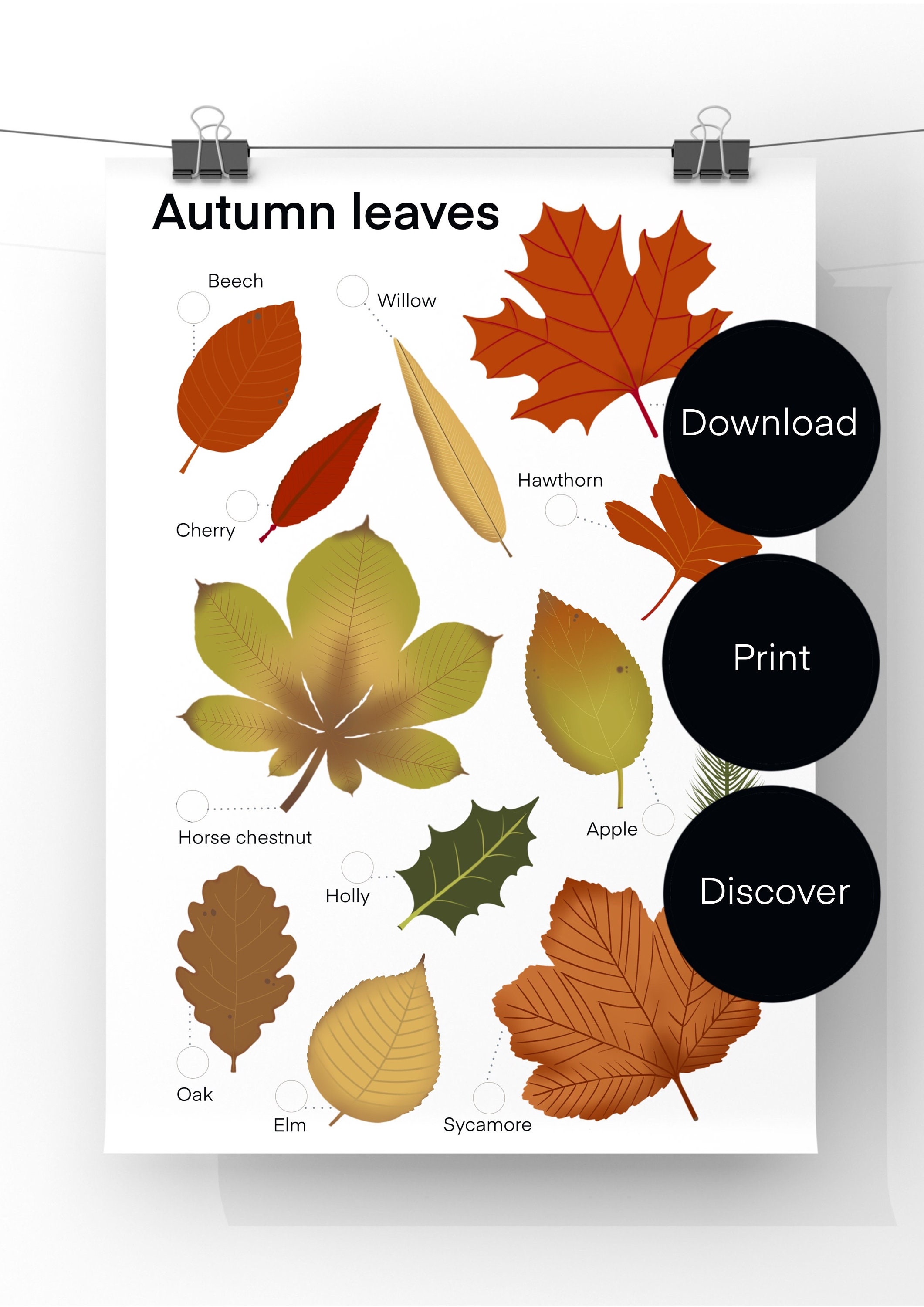 Autumn Leaves Identification Printable for Kids - Educational Autumnal ...