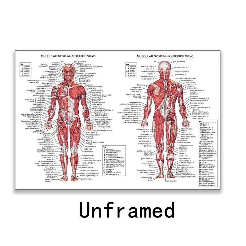 Muscular System Anatomy Poster: Front & Back View, Physician Art - Etsy
