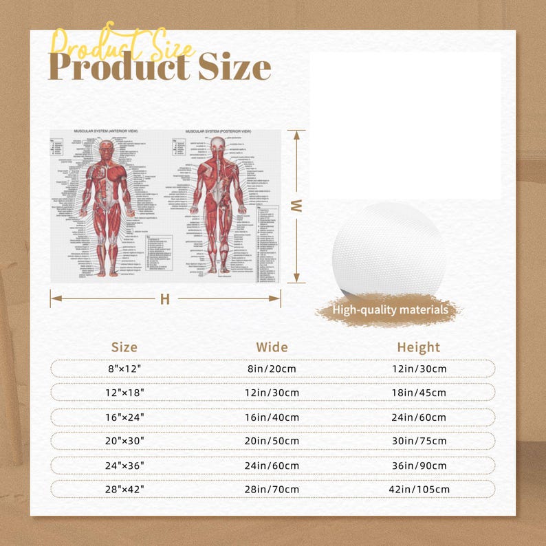 Muscular System Anatomy Poster: Front & Back View, Physician Art - Etsy