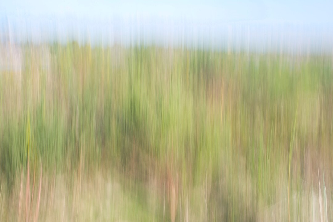 Spring Grass, Wild Grass, Landscape, Spring Landscape, Westcoast ...