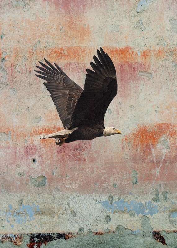 Photo Art Print Bald Eagle Rising Archival Photo Print - Etsy