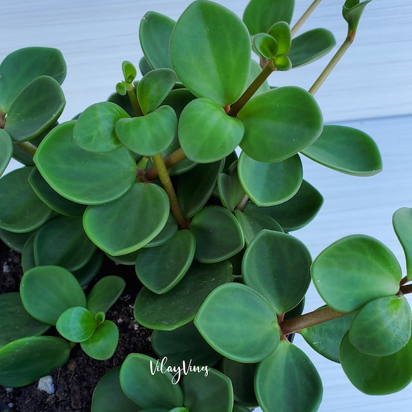 Peperomia Hope Plant - Etsy