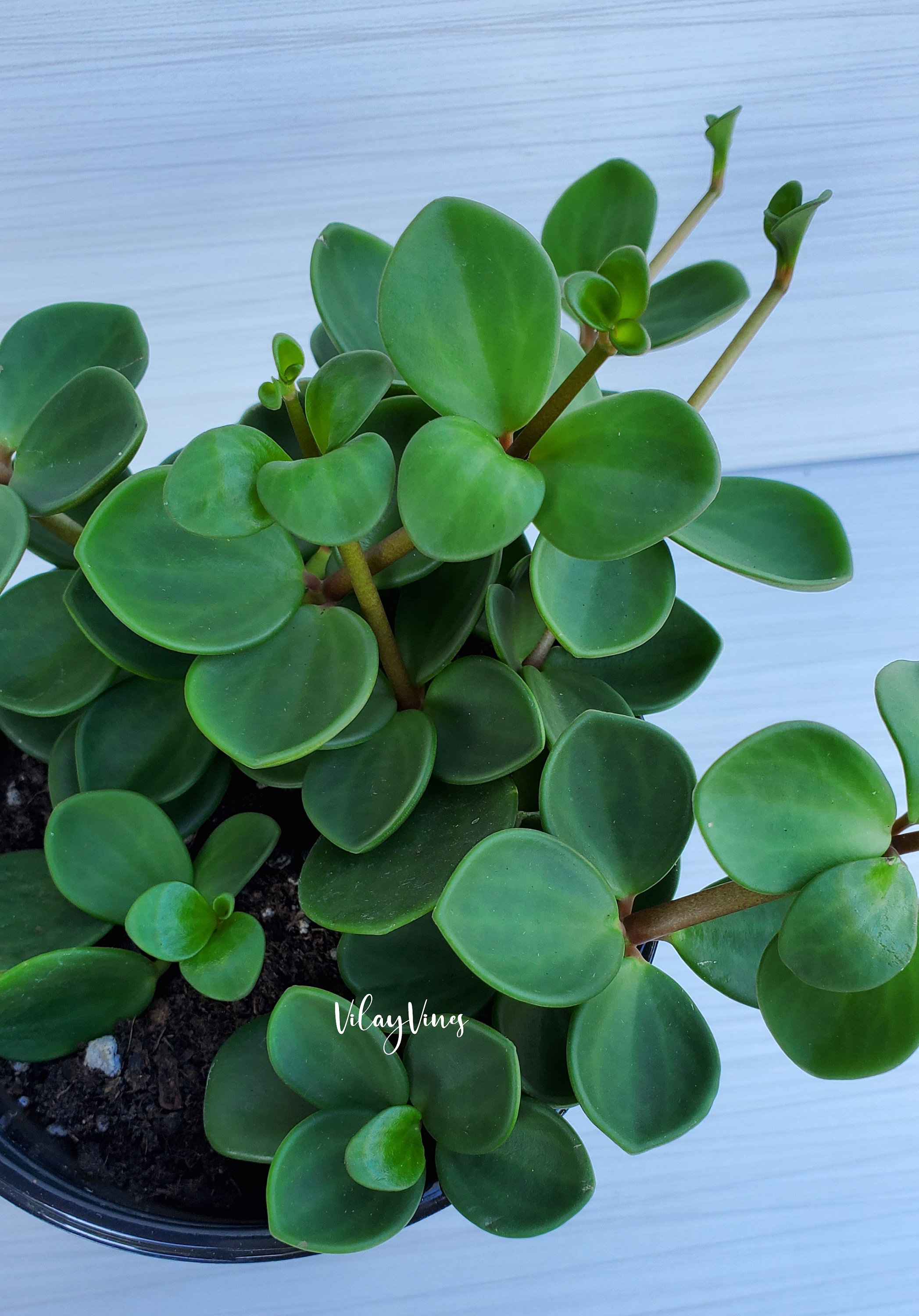 Peperomia Hope Craft Supplies & Tools House Plants etna.com.pe