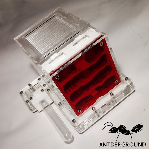 Hormiguero vertical de madera con zona de forrajeo integrada ...