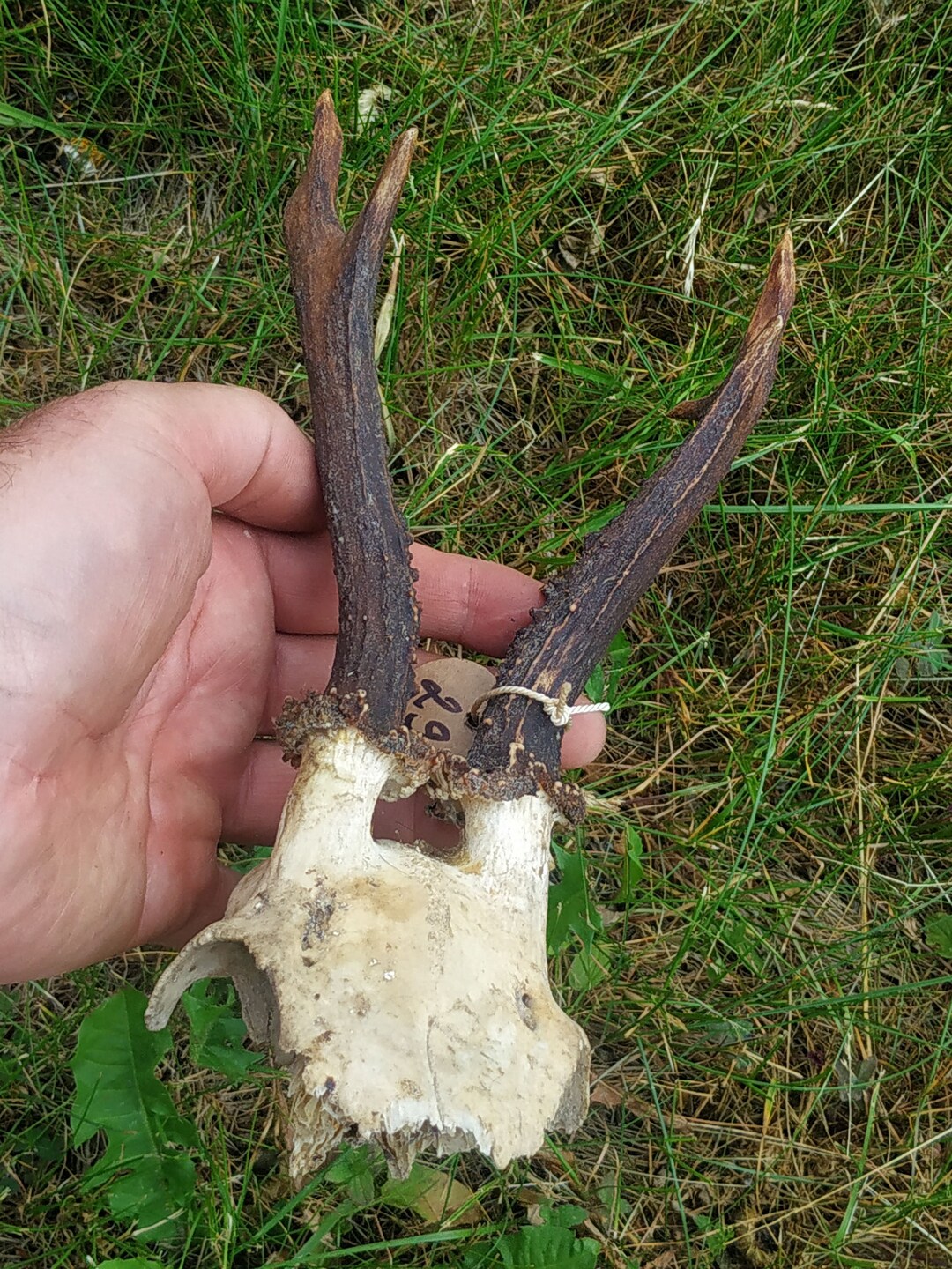 Real Deer Antlers With Skull Gothic Roe Head Decor. - Etsy