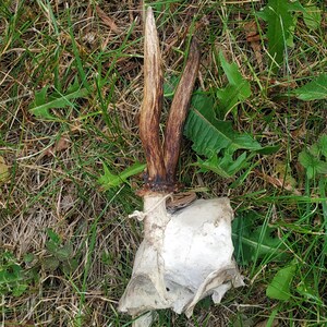 Real Deer Antlers With Skull Gothic Roe Head Decor. - Etsy