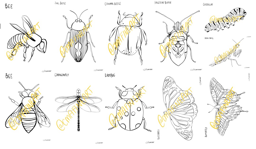 Insect Colouring Pages - Etsy