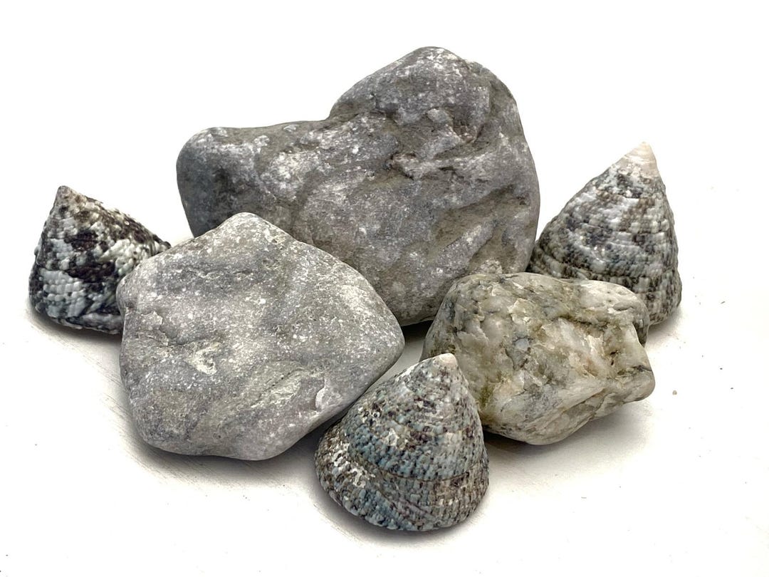 Baltic Sea Stones & Shells Set: Beach Decor, Aquarium Stones - Etsy