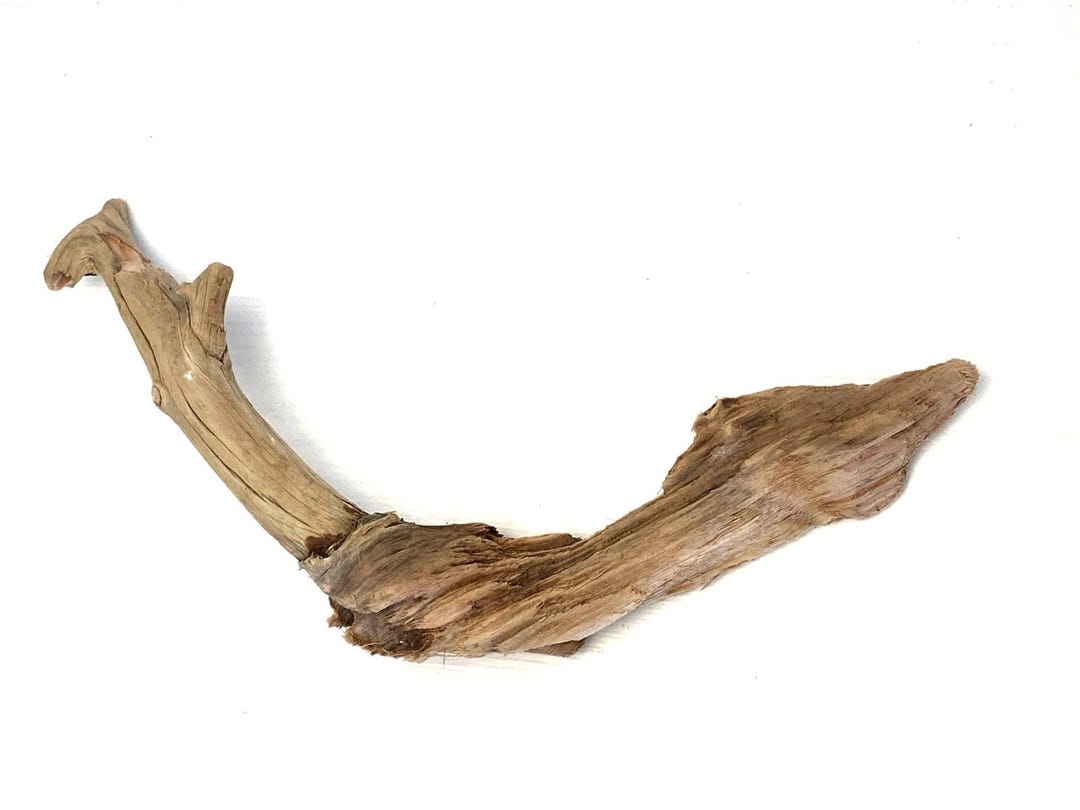 Decorative Branch 22.0'' (56 Cm), Terrarium Branch, Rustic Table Decor ...