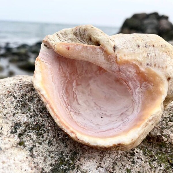 Sea Shell Decorations - Etsy