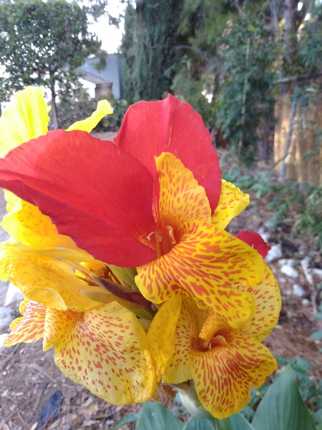 3lbs Canna Lily Flower Bulbs/rhizomes Free Shipping - Etsy