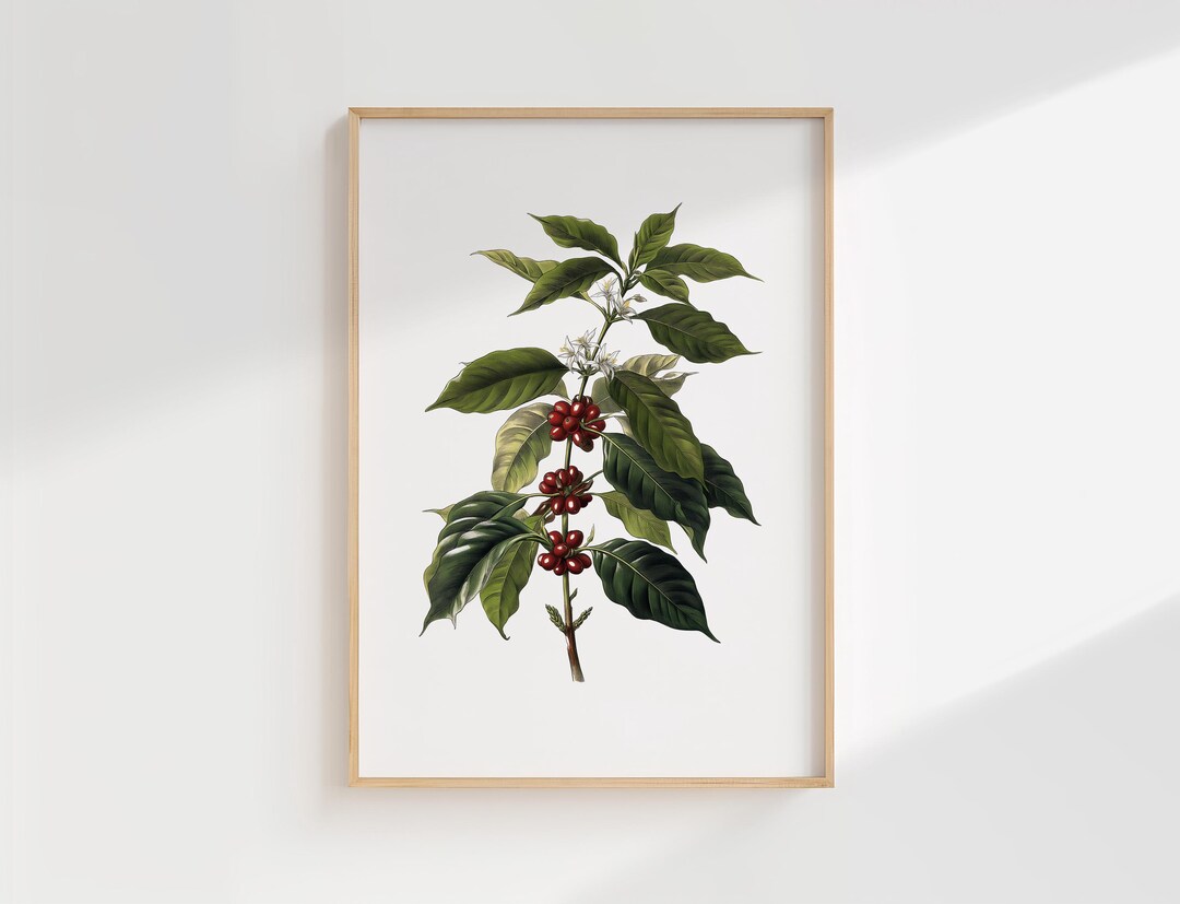 Coffee Plant Botanical Print – Vintage Illustration of Coffea Arabica ...