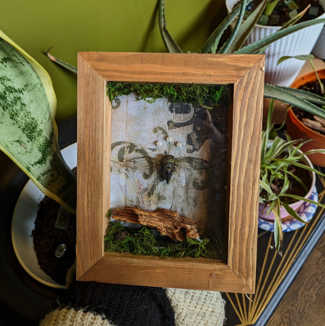 Pinned Cicada Piece - Etsy