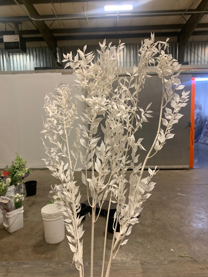 Bleached Italian Ruscus - Etsy