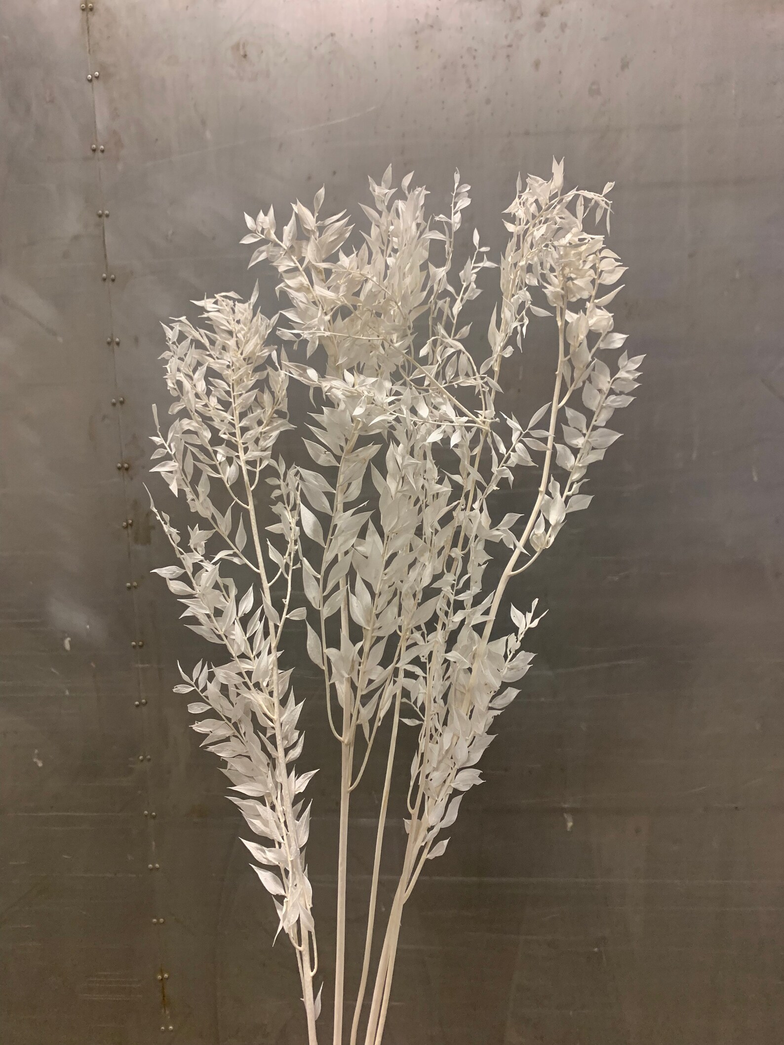 Bleached Italian Ruscus - Etsy