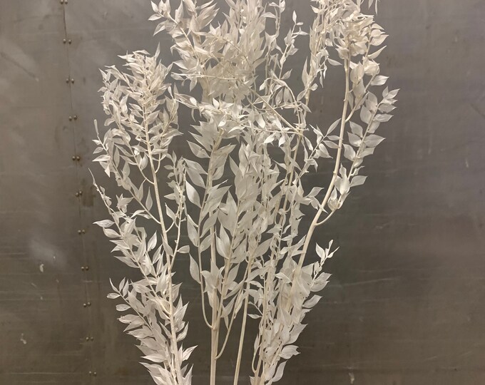 Bleached Italian Ruscus - Etsy