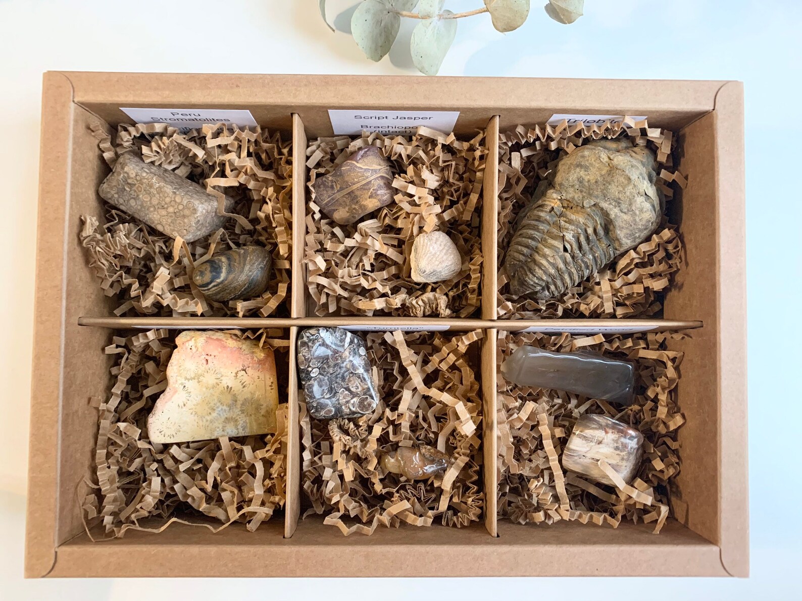 Fossil Collection Kit 10 Piece Rock Collection Box Rock - Etsy