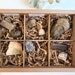 Fossil Collection Kit 10 Piece, Rock Collection Box, Rock Collector ...