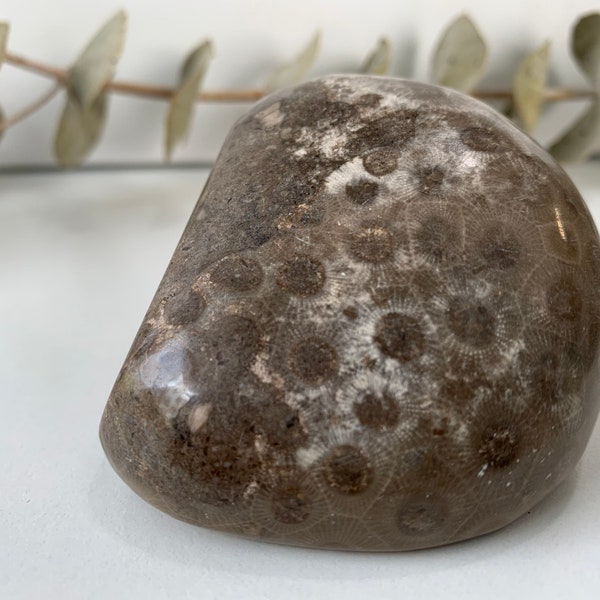 Polished Fossils - Etsy