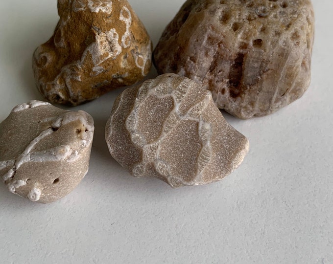 Great Lakes Area Rough Fossil Multi-pack Lake Michigan - Etsy