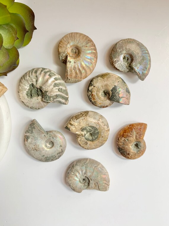 Pearly Ammonite Fossil Fossil Ammonites Unique Rocks - Etsy