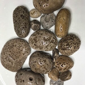 Vesicular Rocks (1lb), Rocks With Holes, Lake Michigan Rocks - Etsy